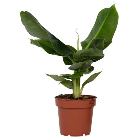 PLANT IN A BOX - Pianta Di Banano - Musa 'oriental Dwarf' - Altezza 25 ...