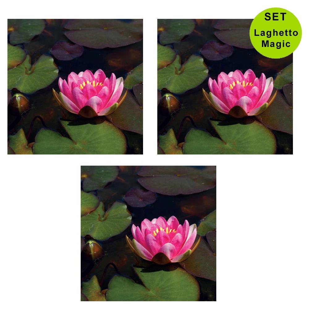 GIARDINI D'ACQUA - Multipack Da 3 Pz Ninfea Rossa Pianta Per Laghetto In Vaso Piante Acquatiche ...