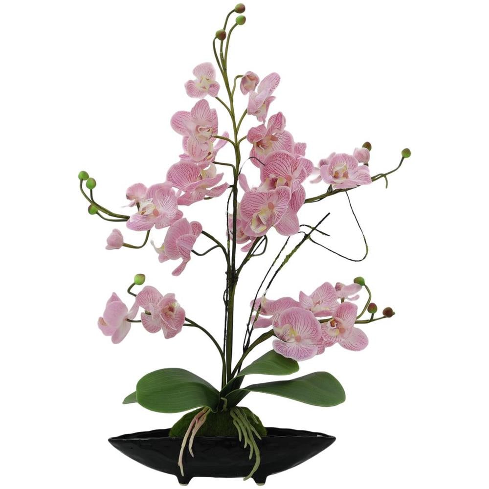 EUROPALMS - Orchidea Disposizione Eva, Viola - ePRICE