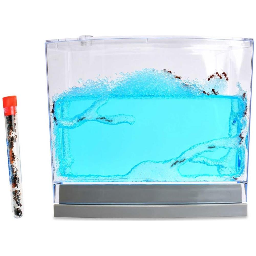 Nature Gift Store - Habitat Per Formiche In Gel Live Blue Spedito Con ...